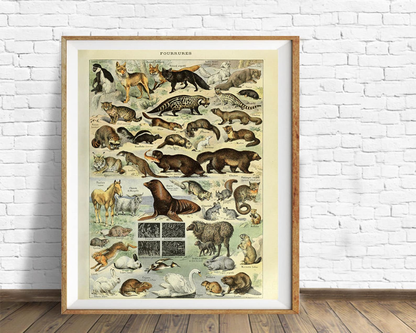 Vintage Animal Print, Mammal Chart French Biology Poster Educational ...