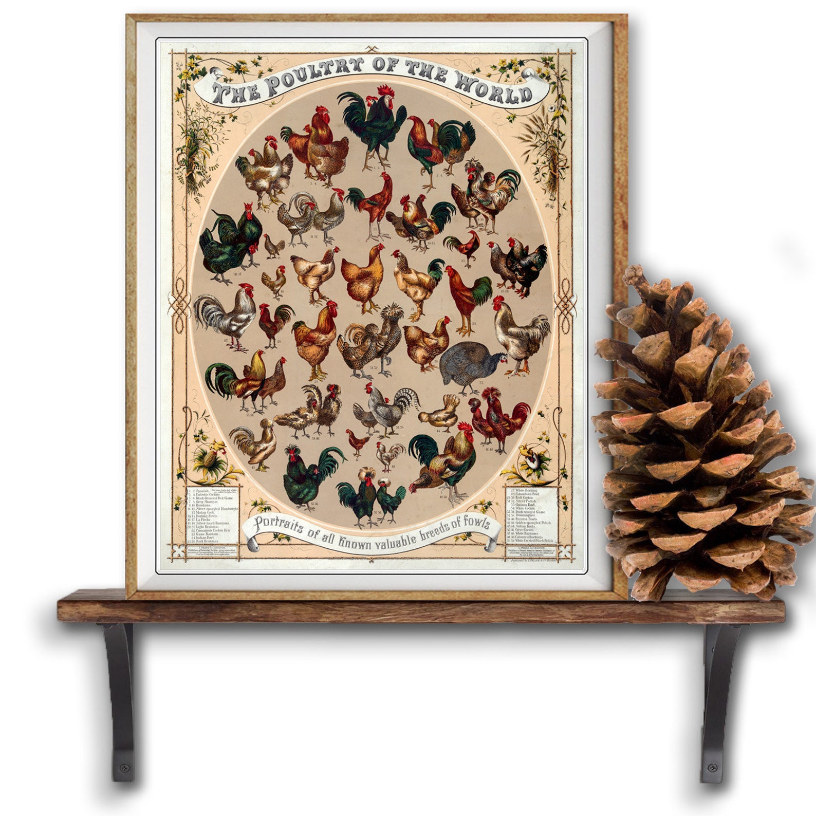 Chicken Poster Chicken Breeds Chart Print Vintage Poultry - Etsy