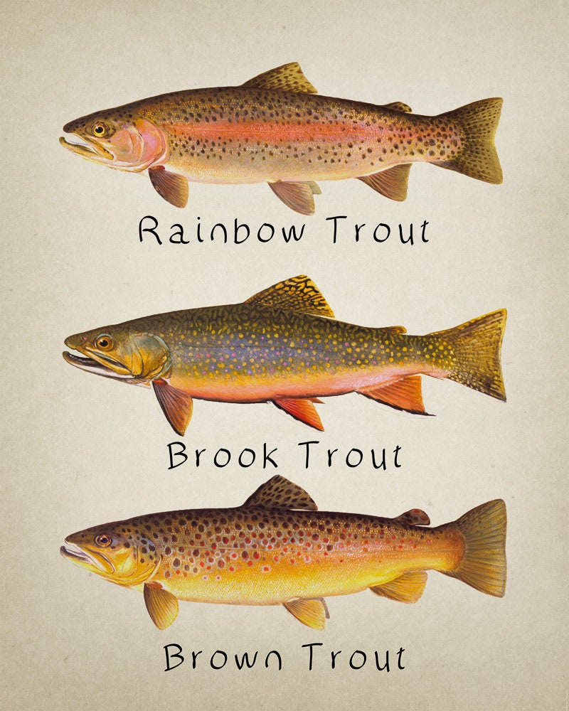Brown Trout Vs Rainbow Trout at Lynda Tawney blog