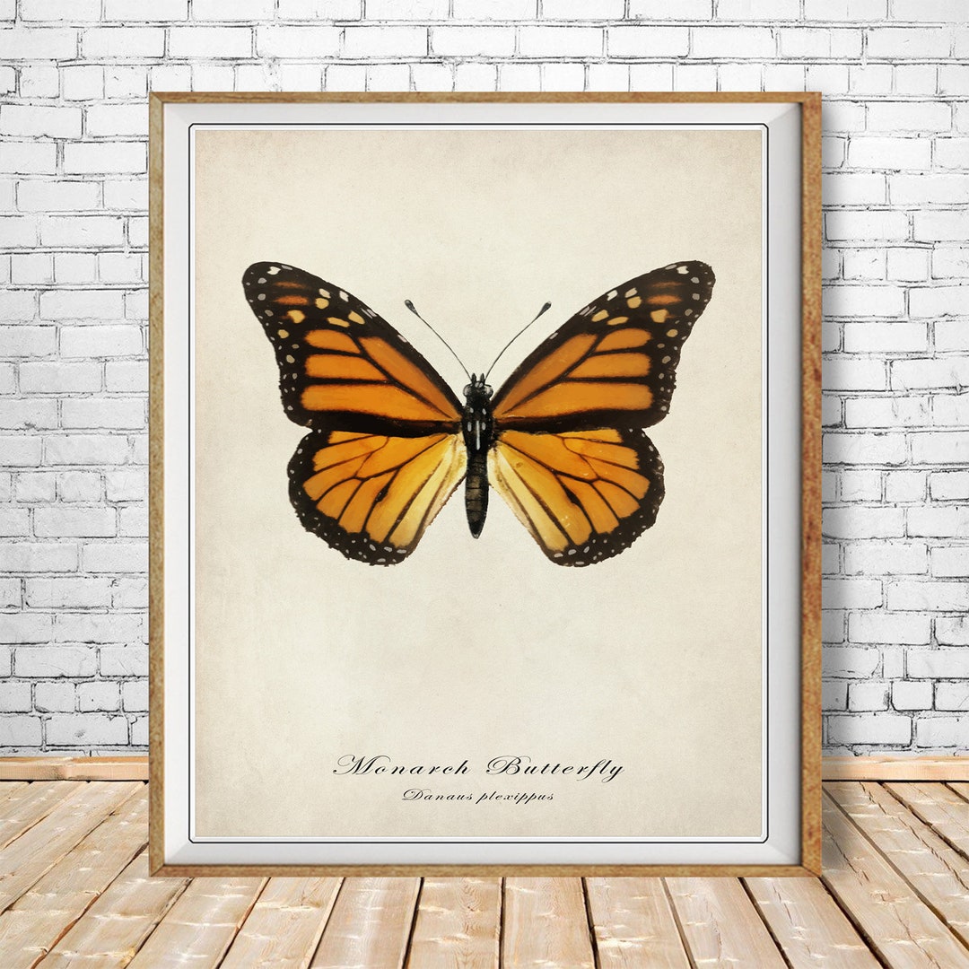 Monarch Butterfly Poster, Vintage Butterfly Print, Insect Illustration ...