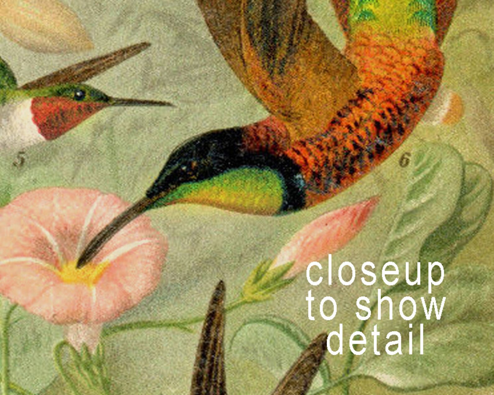 Vintage Bird Poster, Antique Hummingbird Print, Hummingbird ...