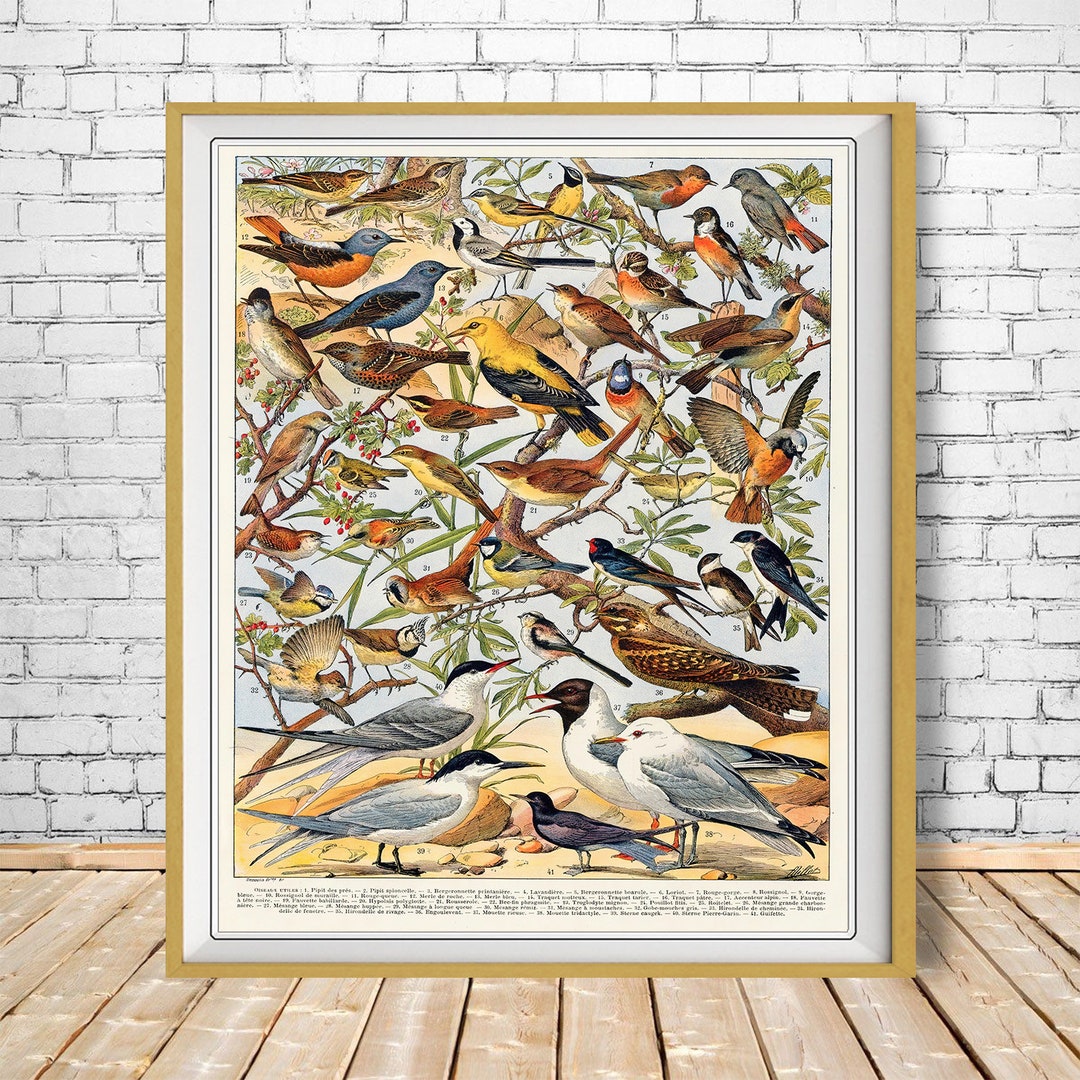 Vintage Bird Print, Ornithology Print Bird Poster Gifts for Birders ...