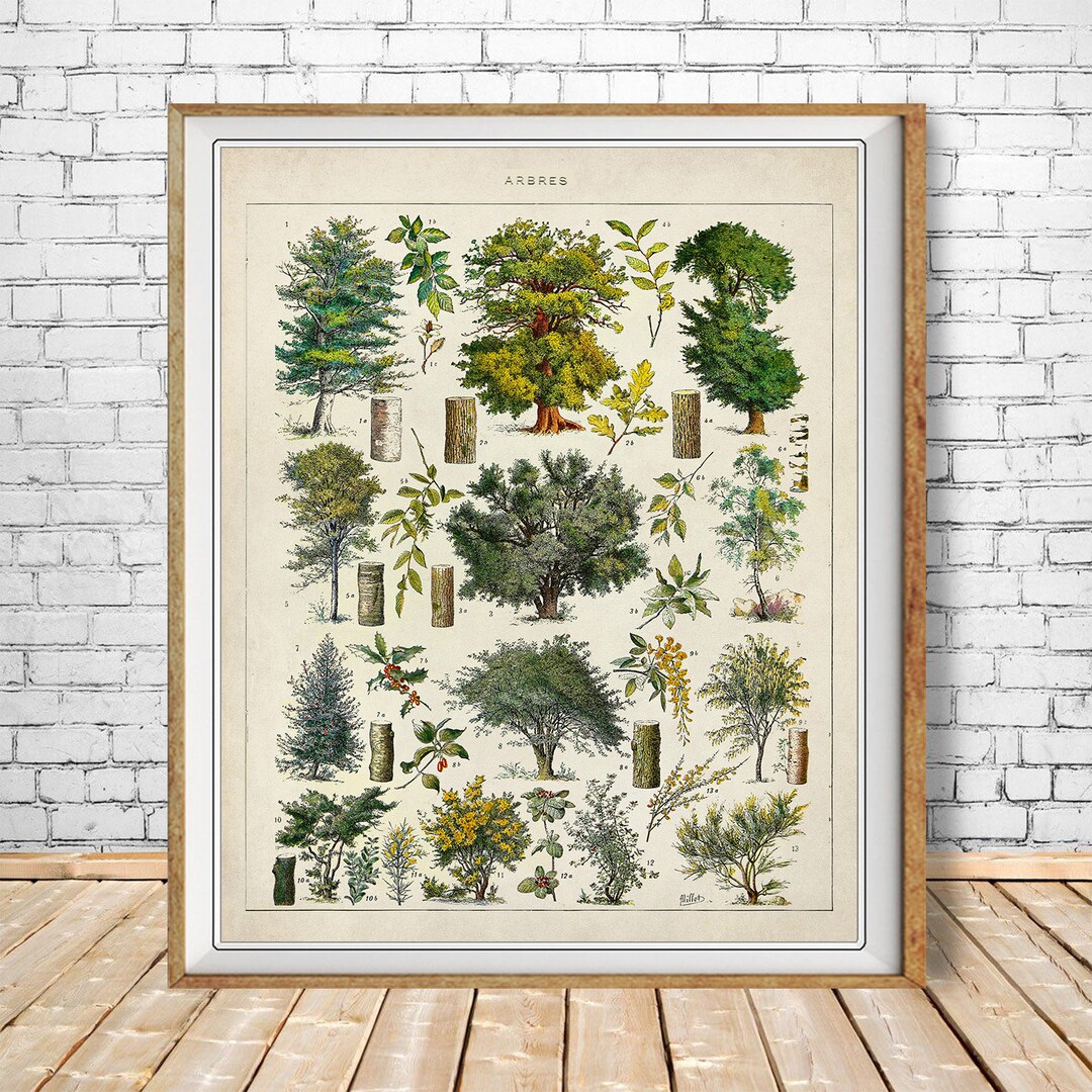 Vintage Tree Print, French Tree Poster Botanical Print Illustration ...