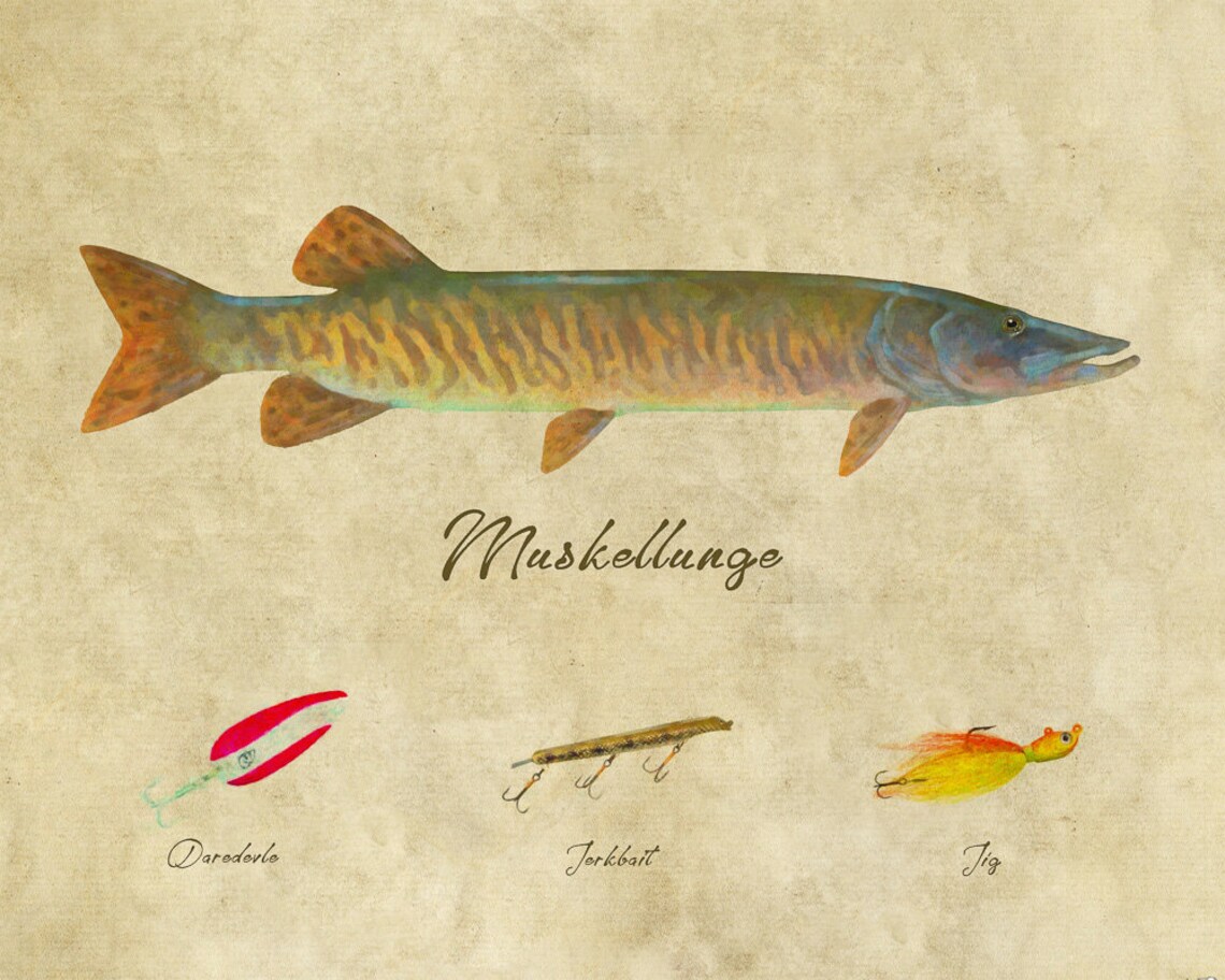 Fish Print Set of 3 Muskie Print Muskellunge Walleye Print | Etsy