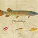 Fish Print Set of 3 Muskie Print Muskellunge Walleye Print - Etsy