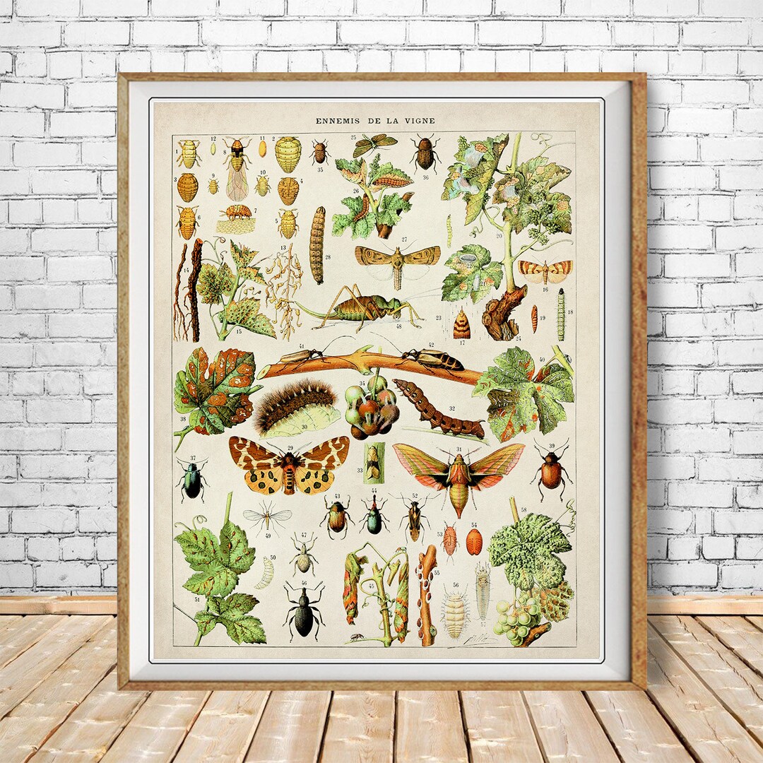 Vintage Insect Print, French Insect Chart Poster Wine Print Wall Art ...