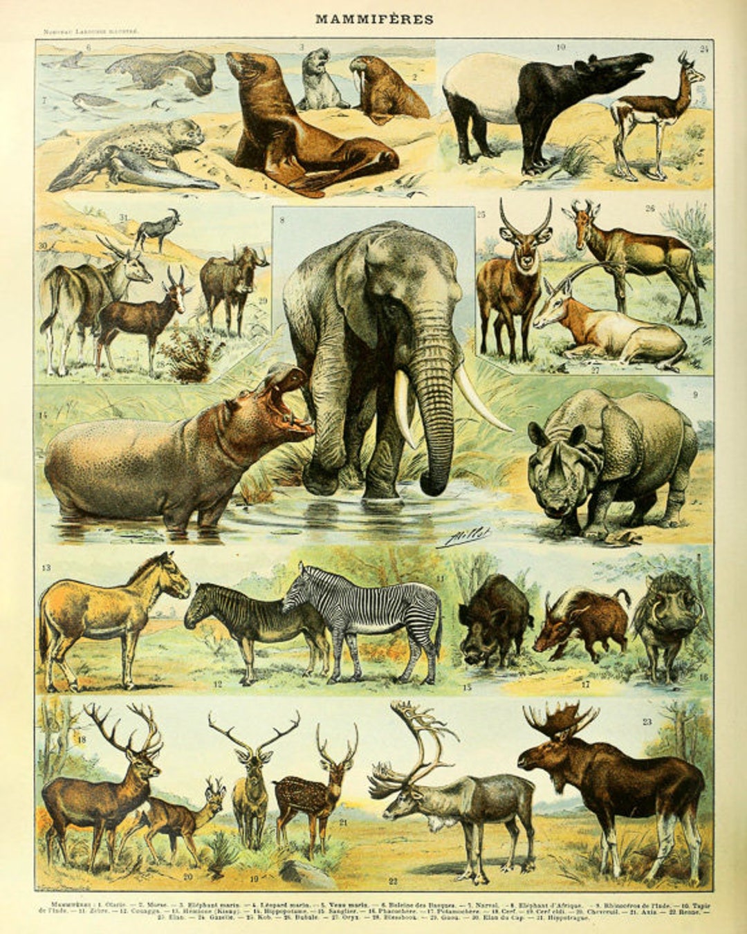 Types Of Mammals Chart
