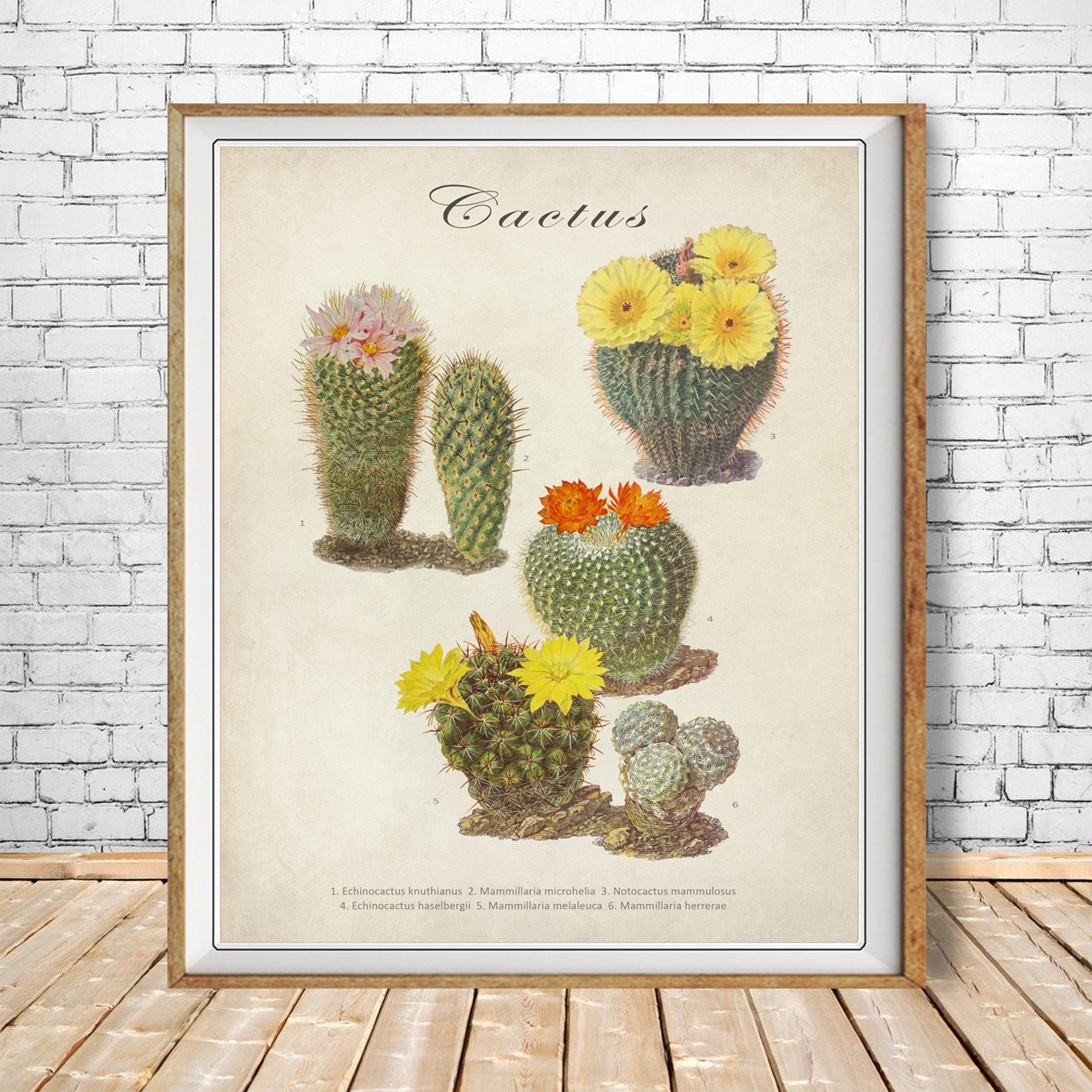Vintage Succulents Poster Cactus Print Vintage Botanical | Etsy