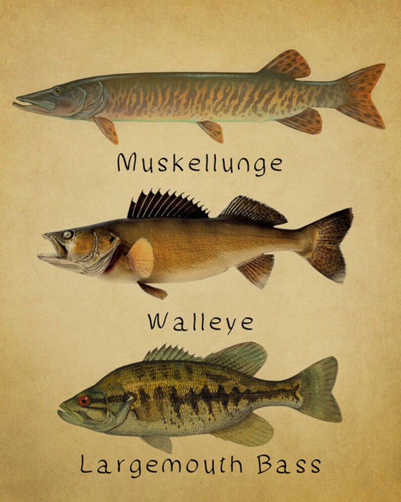 Fish Poster Fish Print Muskellunge Muskie Walleye Bass | Etsy