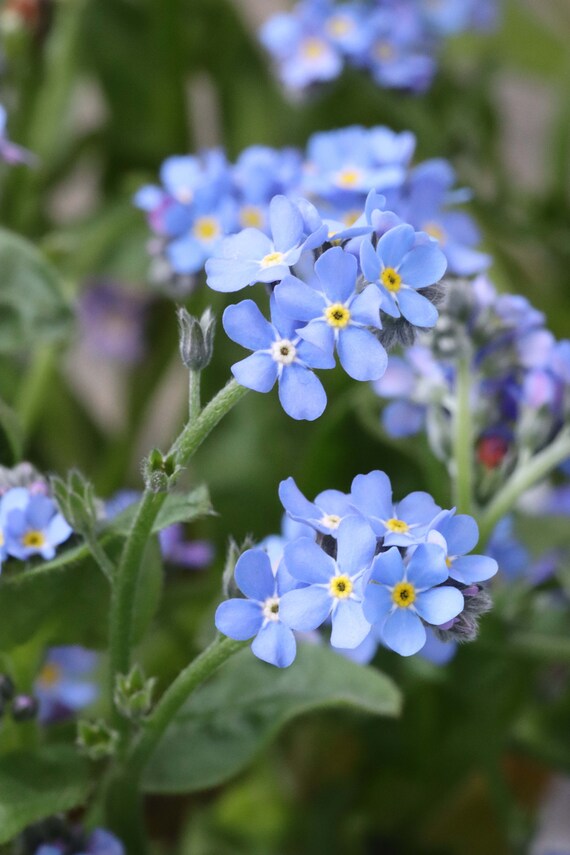 Forget Me Not Blue Bouquets