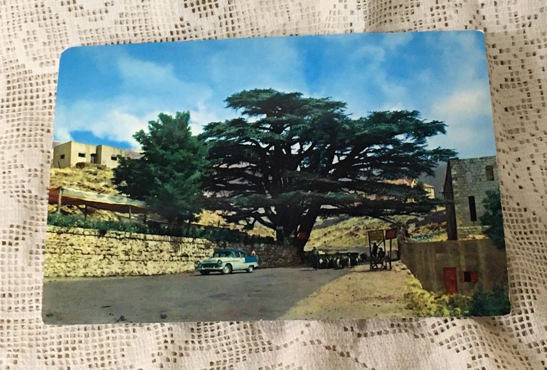Vintage Lebanon Color Glossy Tourism Post Cards Les Cedres, Cedars ...