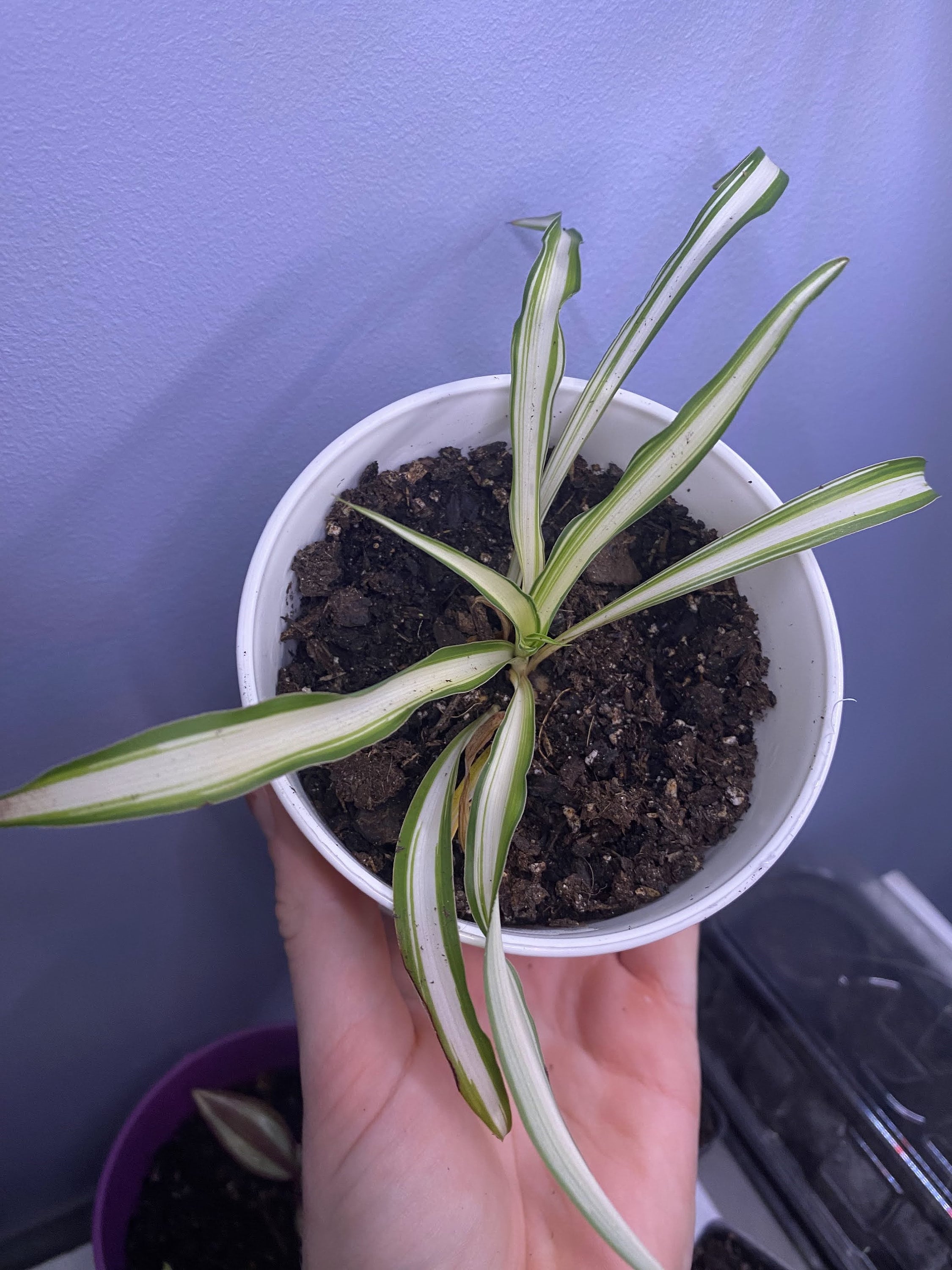 Spider Plant Chlorophytum Comosum - Etsy