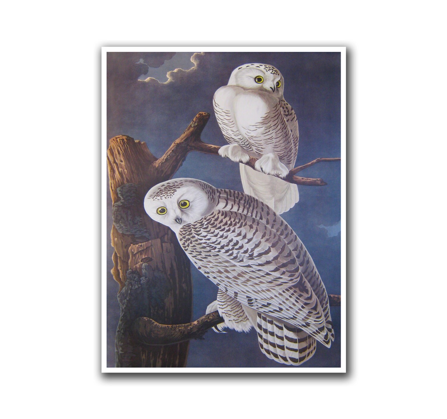 Vintage Owl Art Wild Animal Poster Bird Decor H9 | Etsy