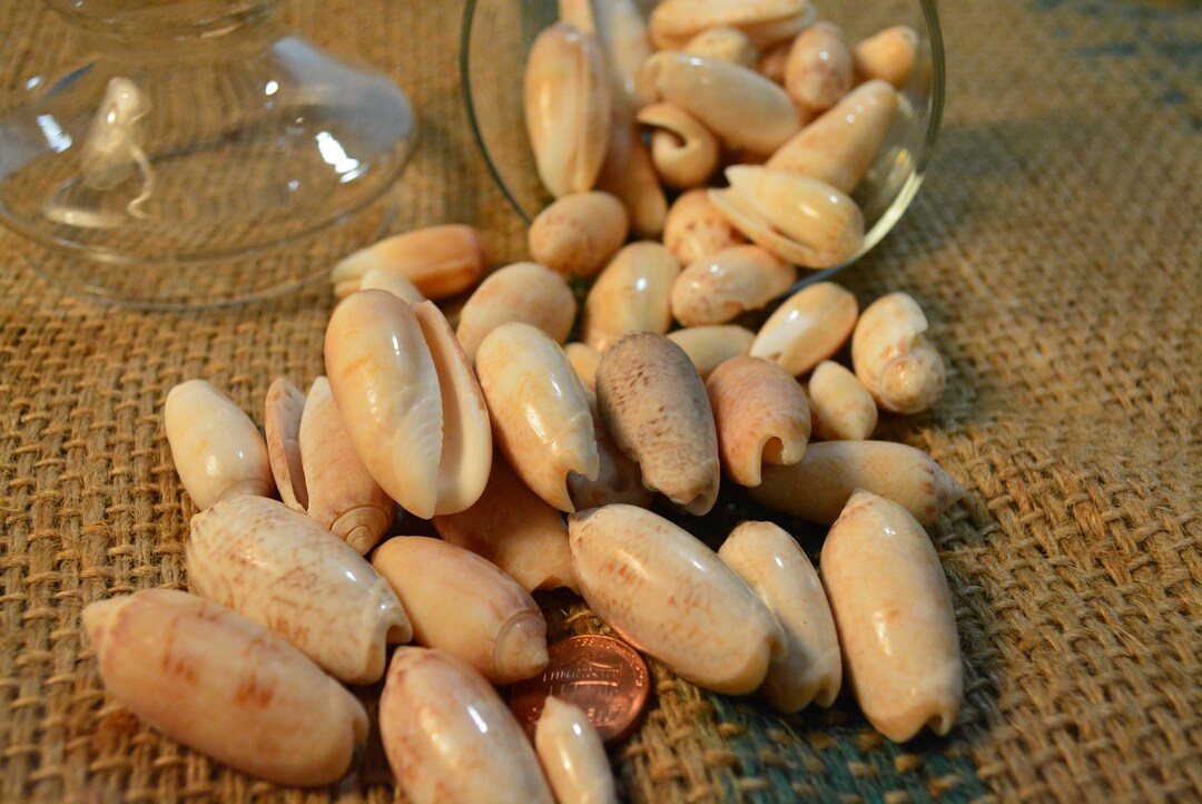 Lettered Olive Seashells From the Gulf of Mexico 10 Qty - Etsy