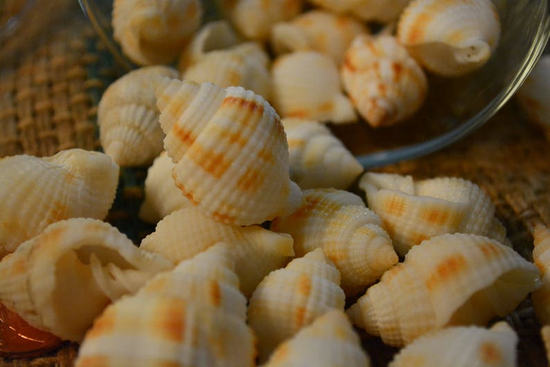 10 QTY Ribbed Bonnet Shells From the Gulf of Mexico Beach - Etsy