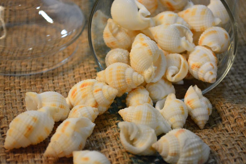 10 QTY Ribbed Bonnet Shells From the Gulf of Mexico Beach - Etsy
