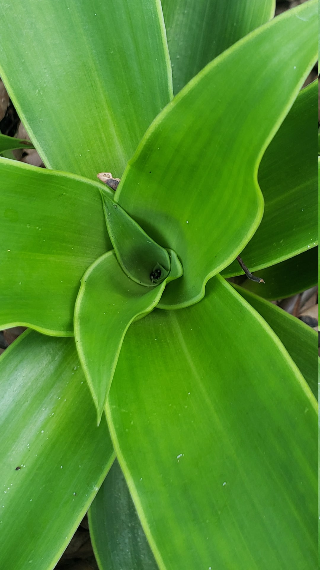 Callisia * Tropical Plant Can Be Grown Indoors! * Chain Plant ...