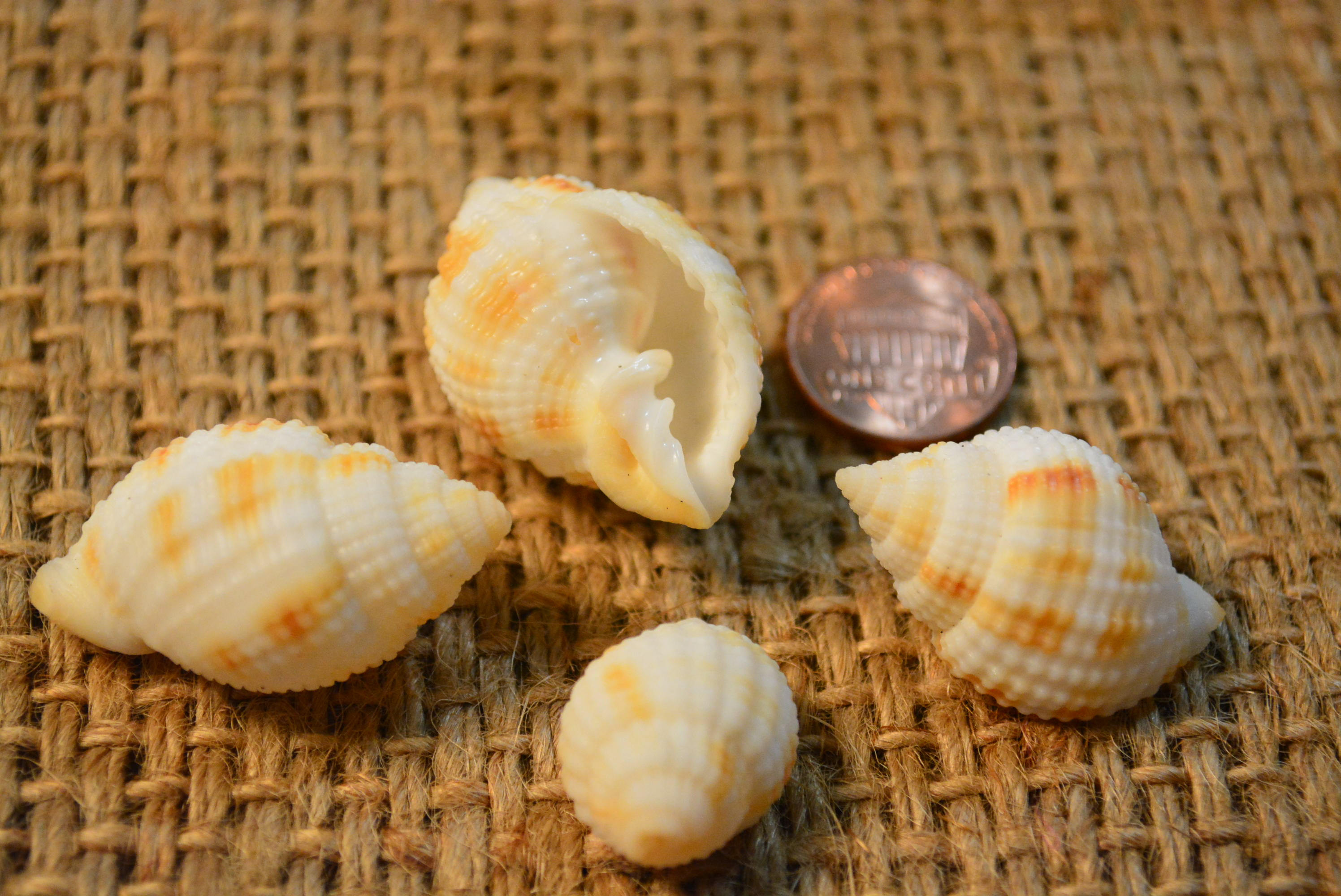 10 QTY Ribbed Bonnet Shells From the Gulf of Mexico Beach - Etsy