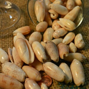 Lettered Olive Seashells From the Gulf of Mexico 10 Qty - Etsy
