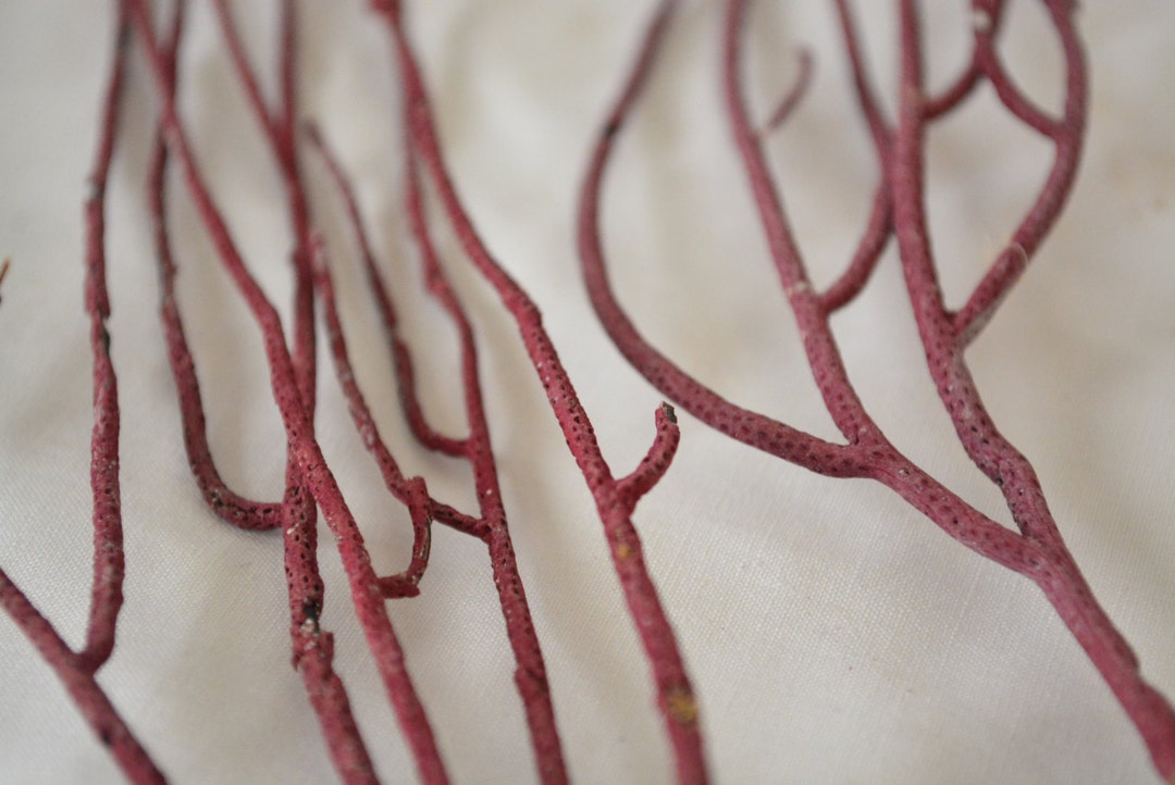 5 Twigs of Real Purple Scarlet Plumb Sea Grass From the Gulf of Mexico ...