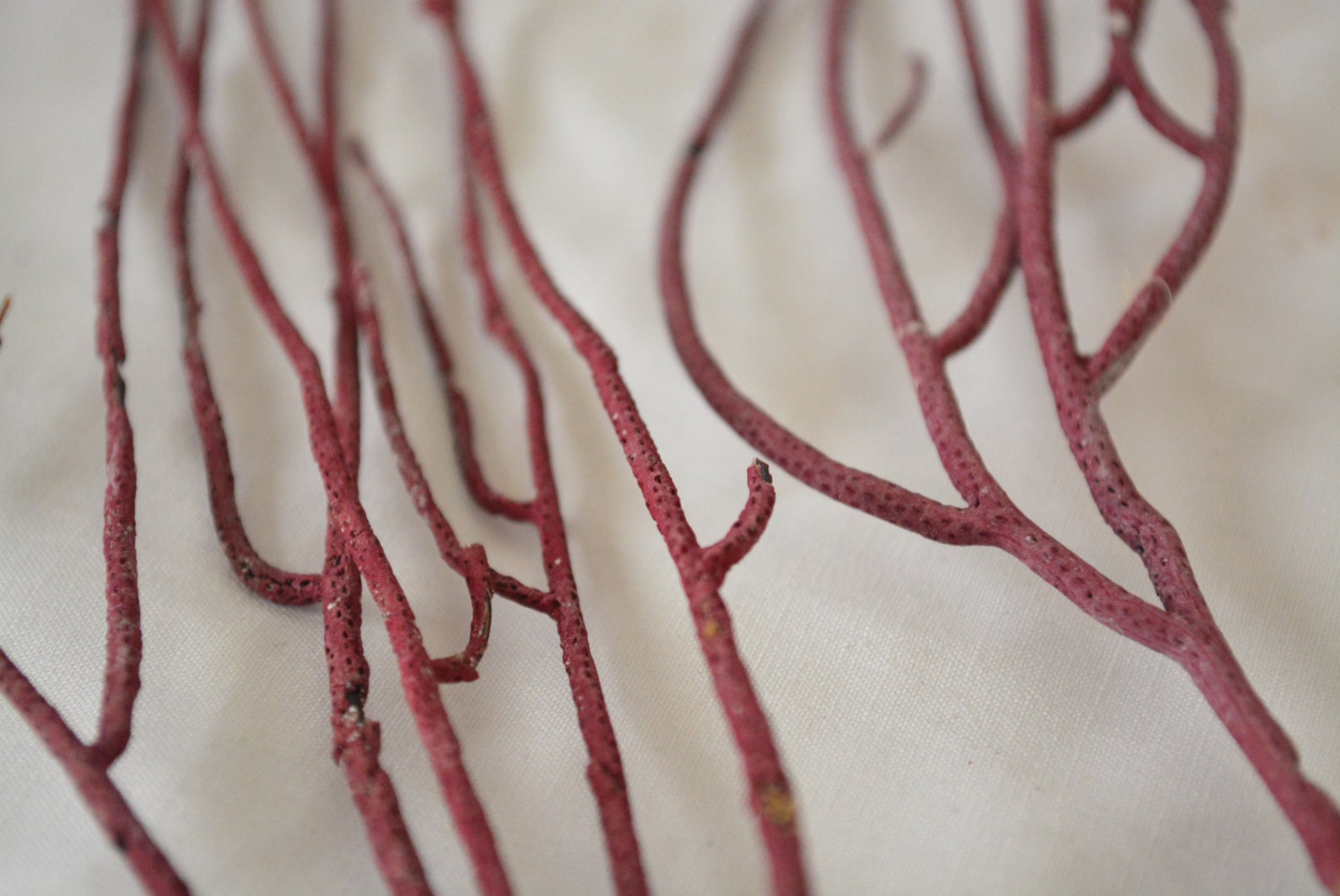 5 Twigs of Real Purple Scarlet Plumb Sea Grass From the Gulf - Etsy