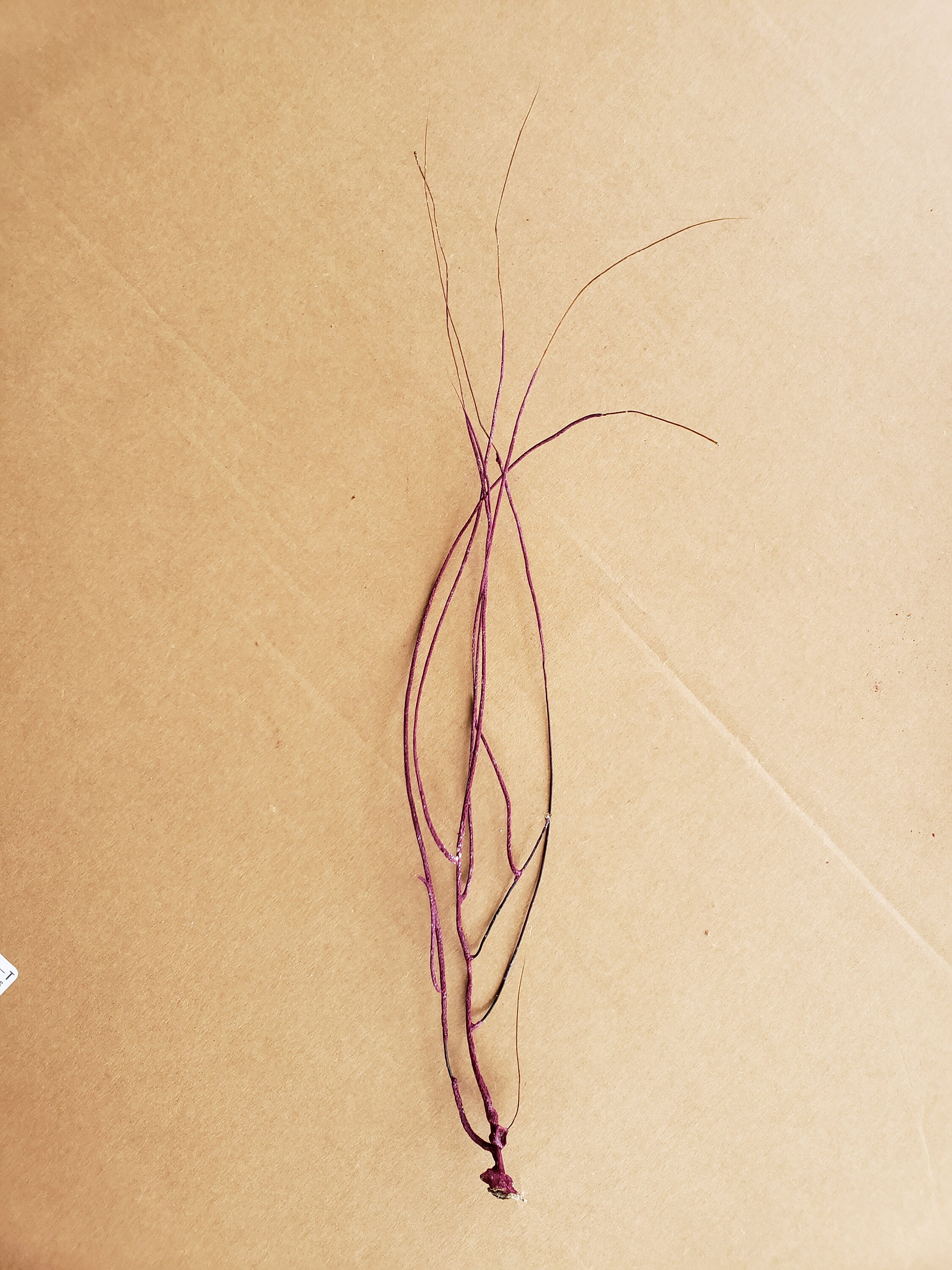 5 Twigs of Real Purple Scarlet Plumb Sea Grass From the Gulf of Mexico ...