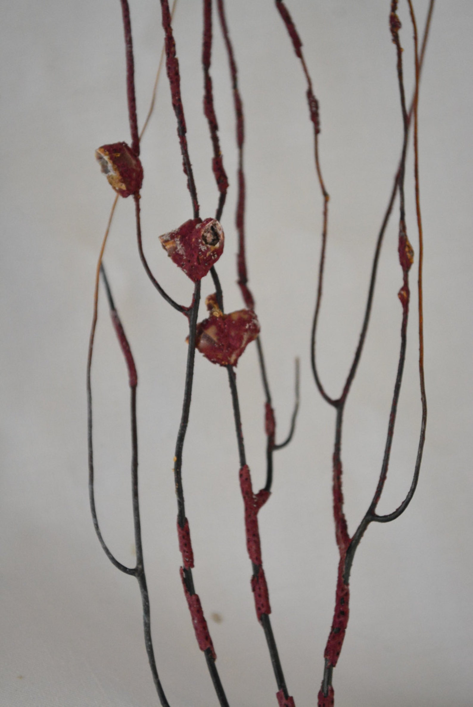 5 Twigs of Real Purple Scarlet Plumb Sea Grass From the Gulf - Etsy