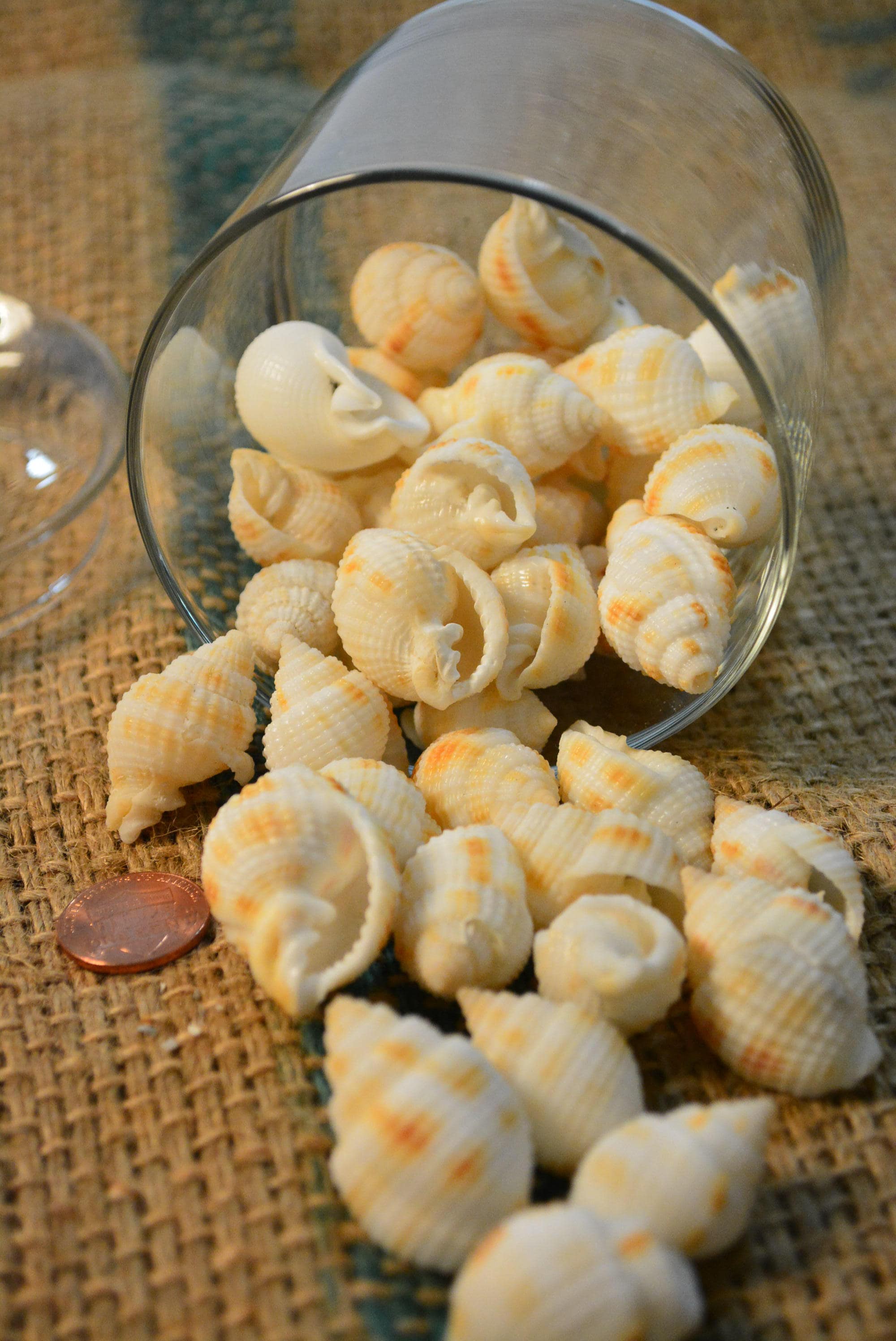 10 QTY Ribbed Bonnet Shells From the Gulf of Mexico Beach - Etsy