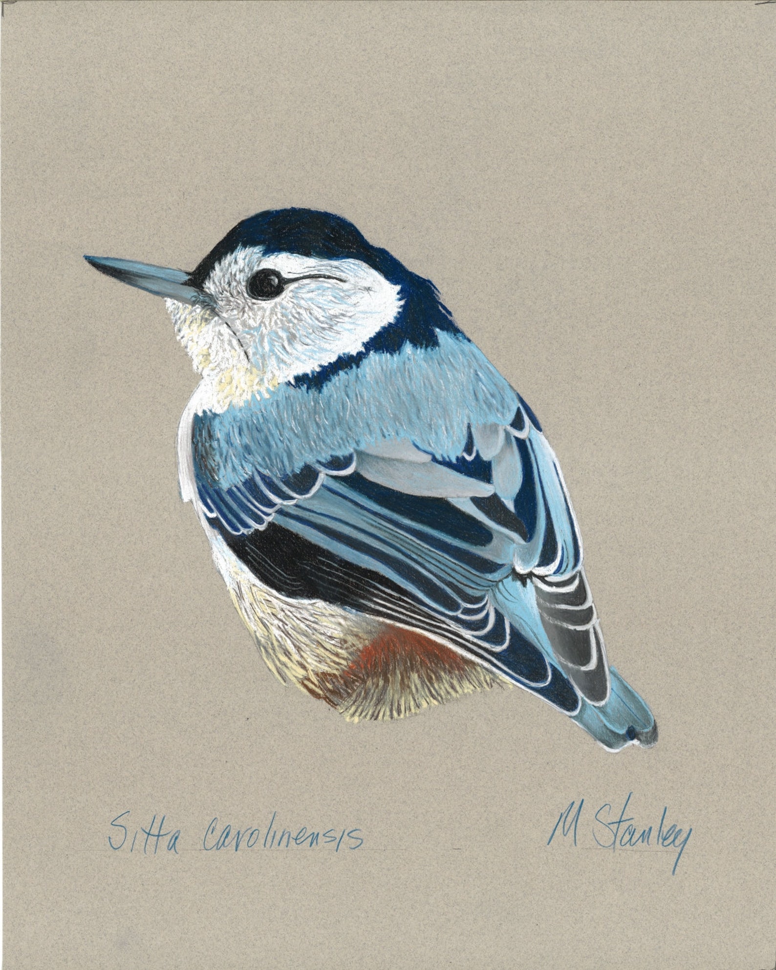 Original Pastel Drawing of a White Breasted Nuthatch - Etsy