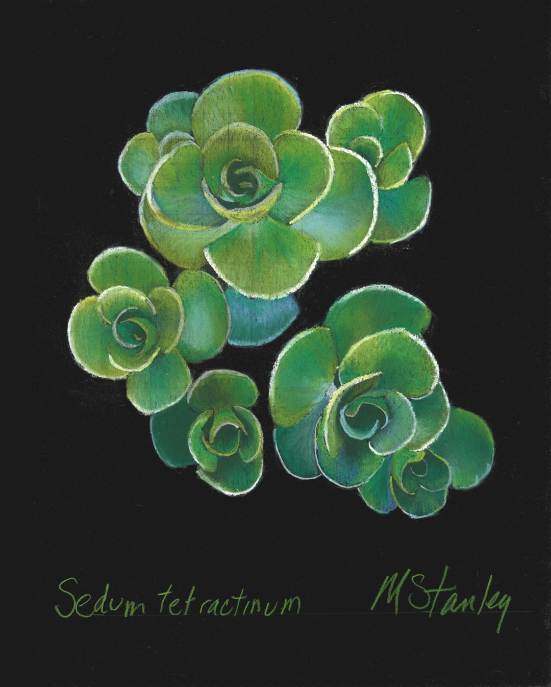 Print of an Original Pastel Drawing of a Sedum - Etsy