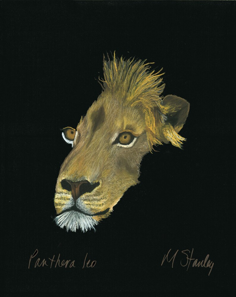 Print of an Original Pastel Drawing of a Lion - Etsy