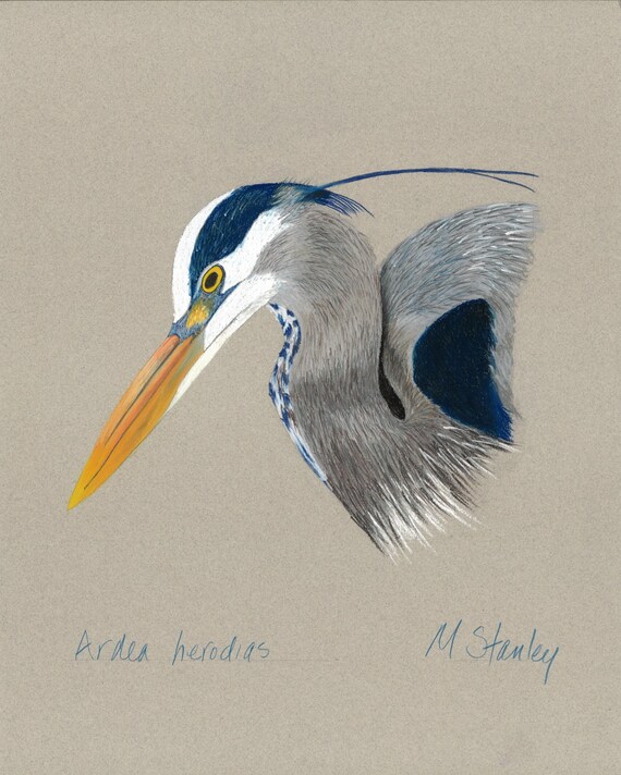 Original Pastel Drawing of a Blue Heron - Etsy