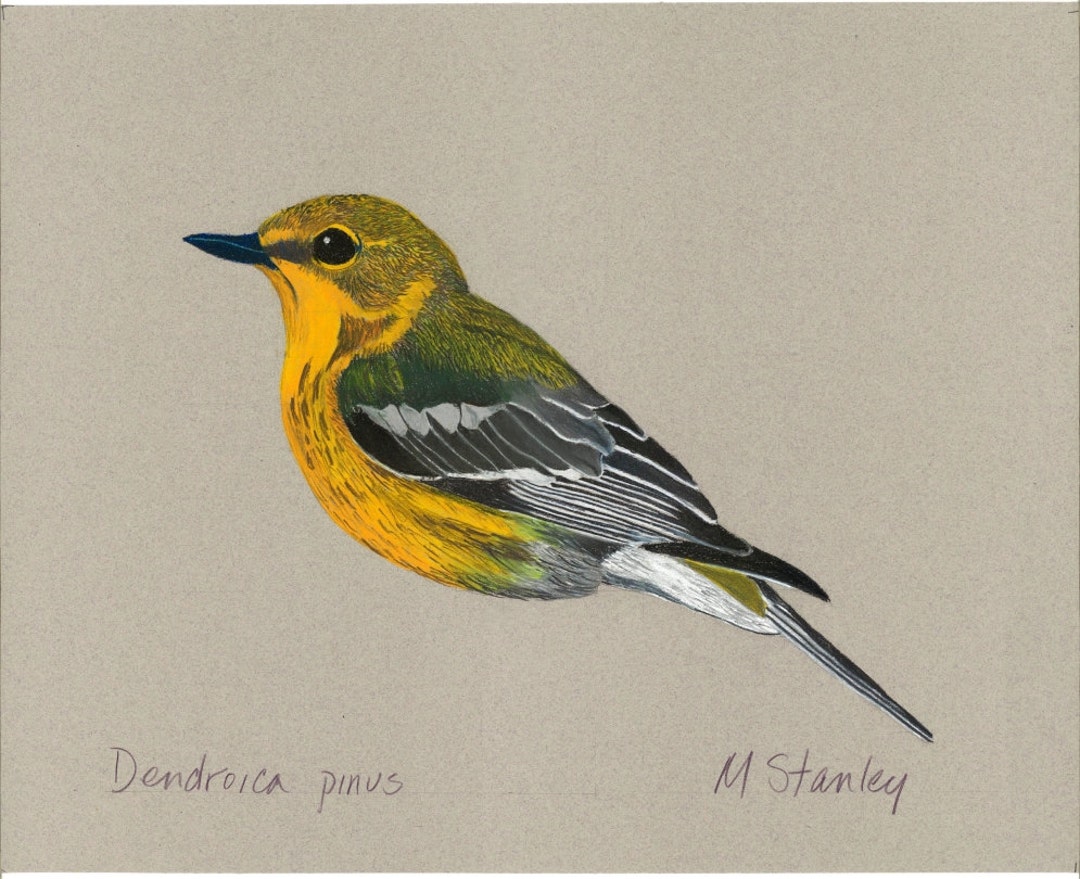 Print of an Original Pastel Drawing of Pine Warbler - Etsy