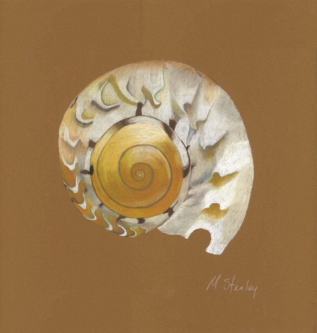 Original Pastel Drawing of a Shell - Etsy