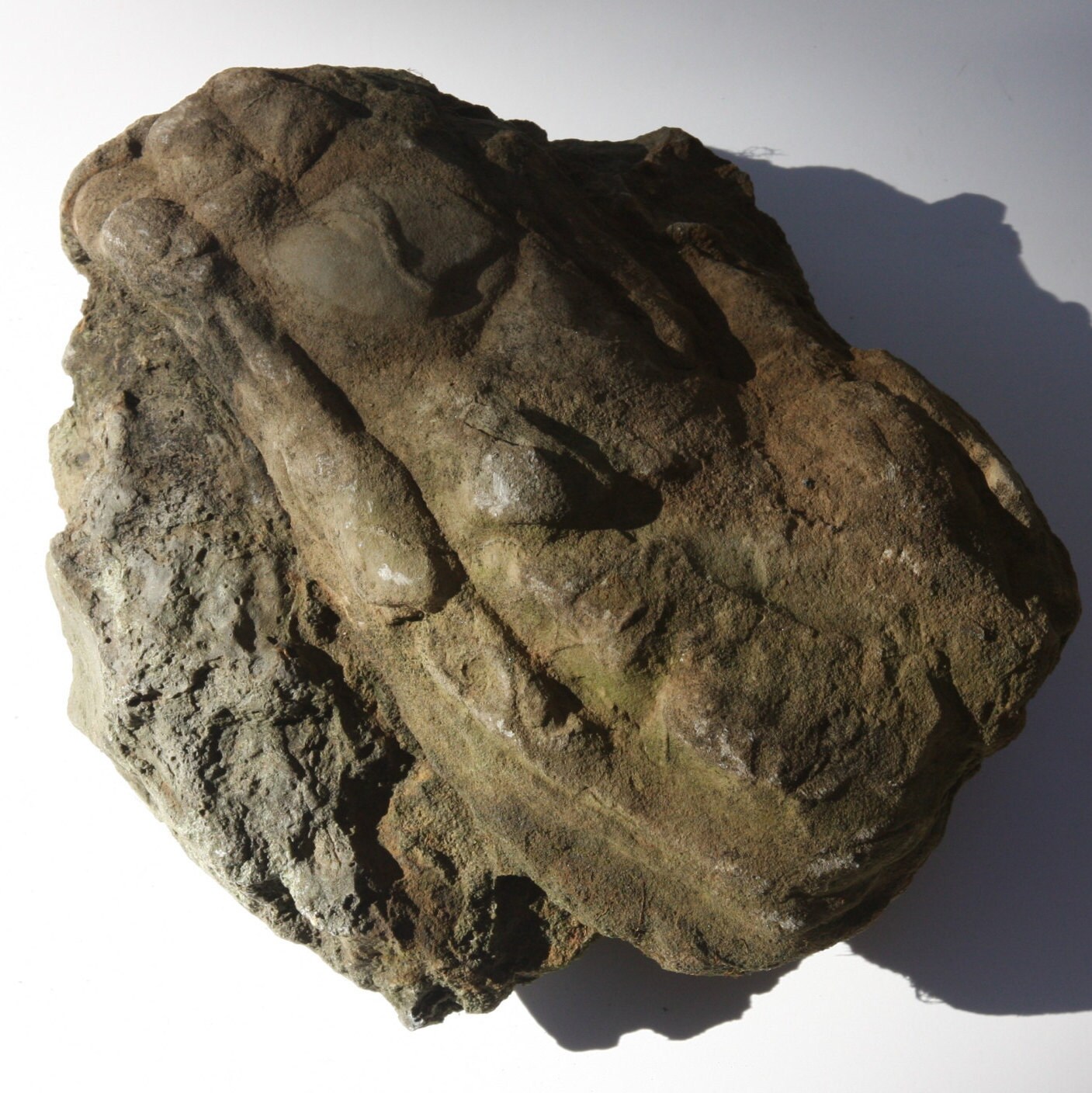 Authentic Fossilized Mollusk From the Late Silurian Into the Devonian ...