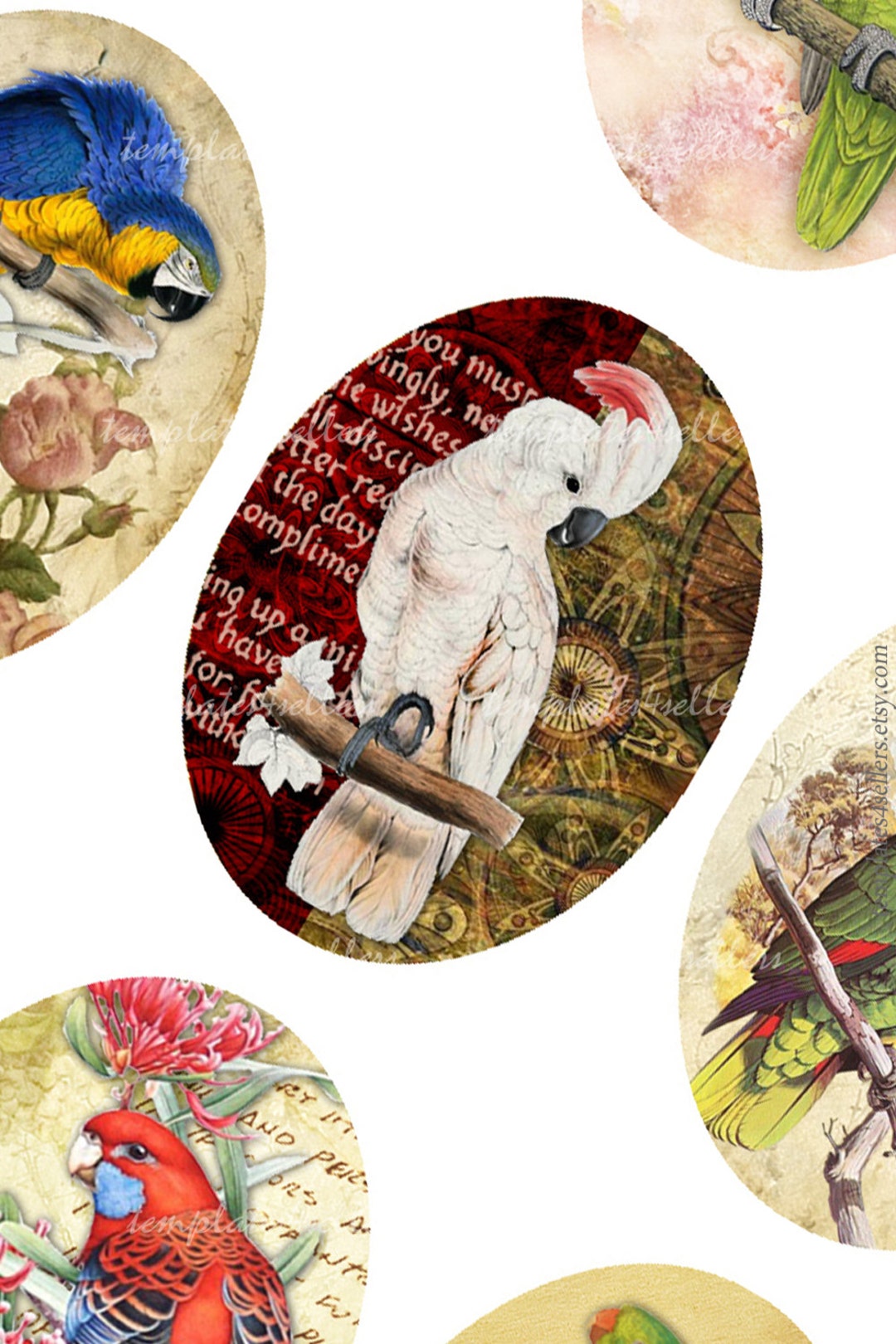 Digital Collage Sheet Parrot on Vintage Background 30x40mm Oval Images ...