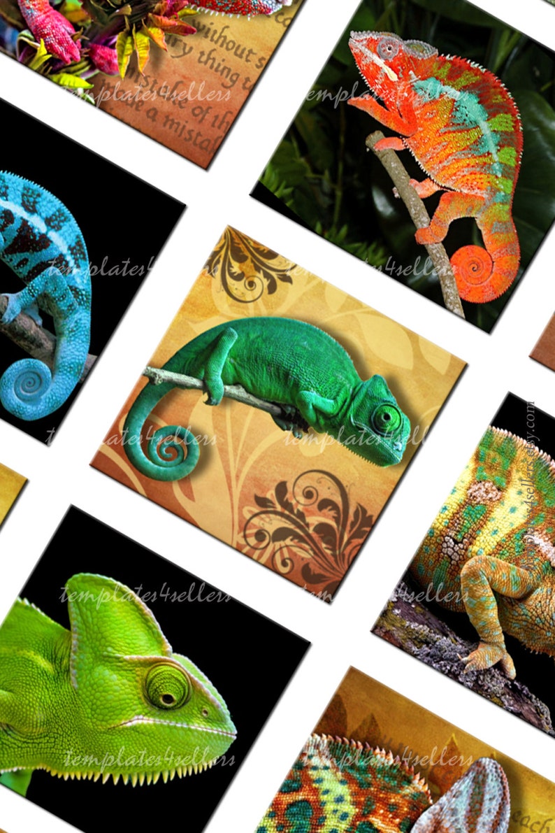 Digital Collage Sheet Chameleon 1x1 Inch Size Square Images | Etsy