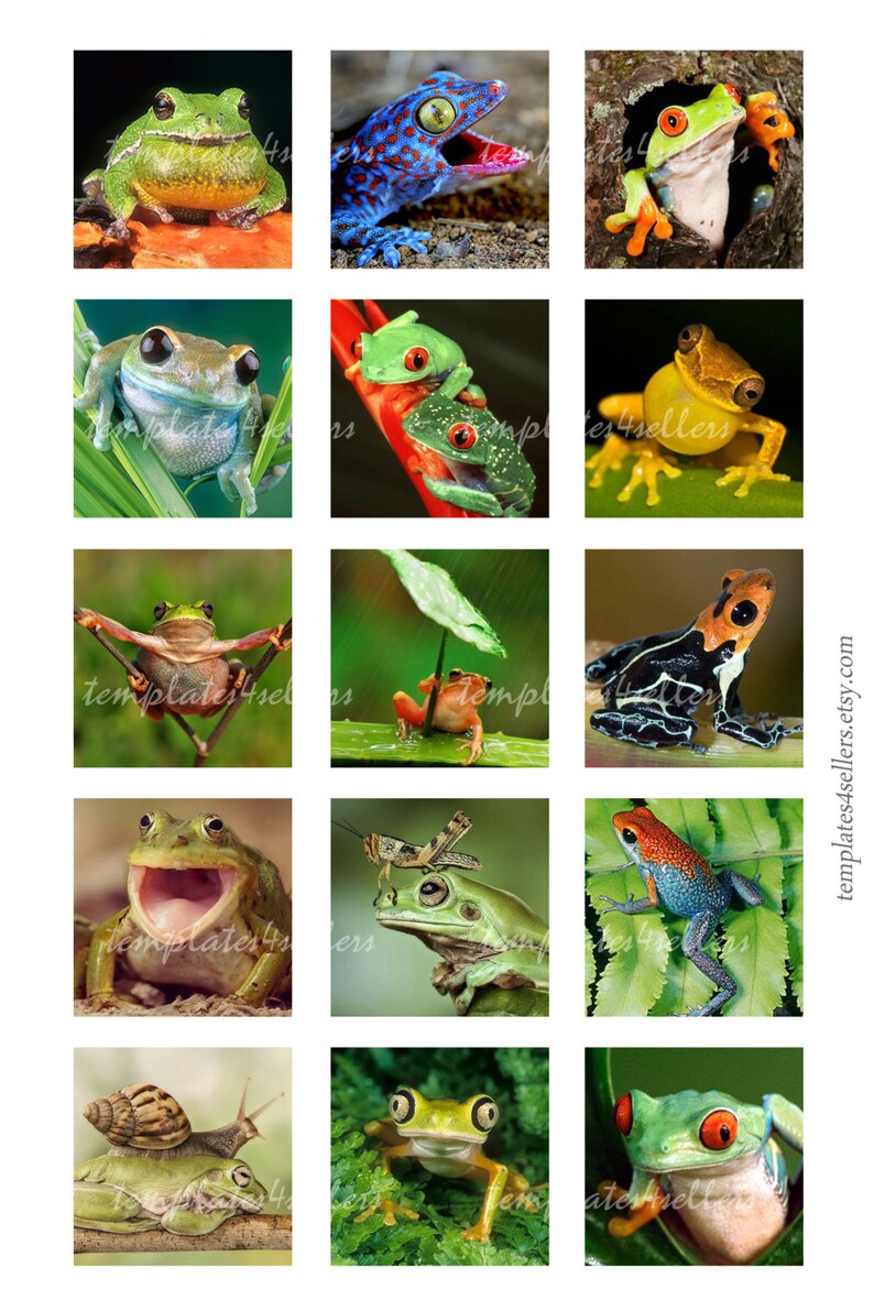 Digital Collage Sheet 1 Inch Square Frog Nature Original | Etsy