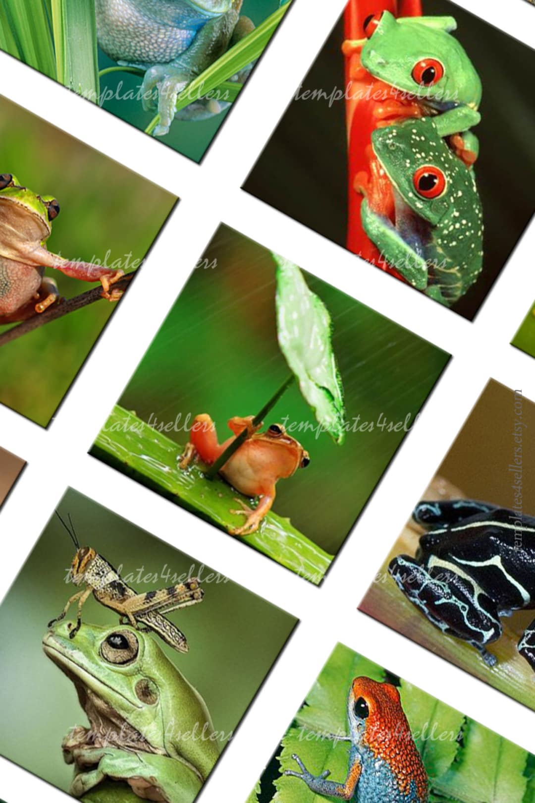 Digital Collage Sheet 1 Inch Square Frog Nature Original Printable 4x6 ...