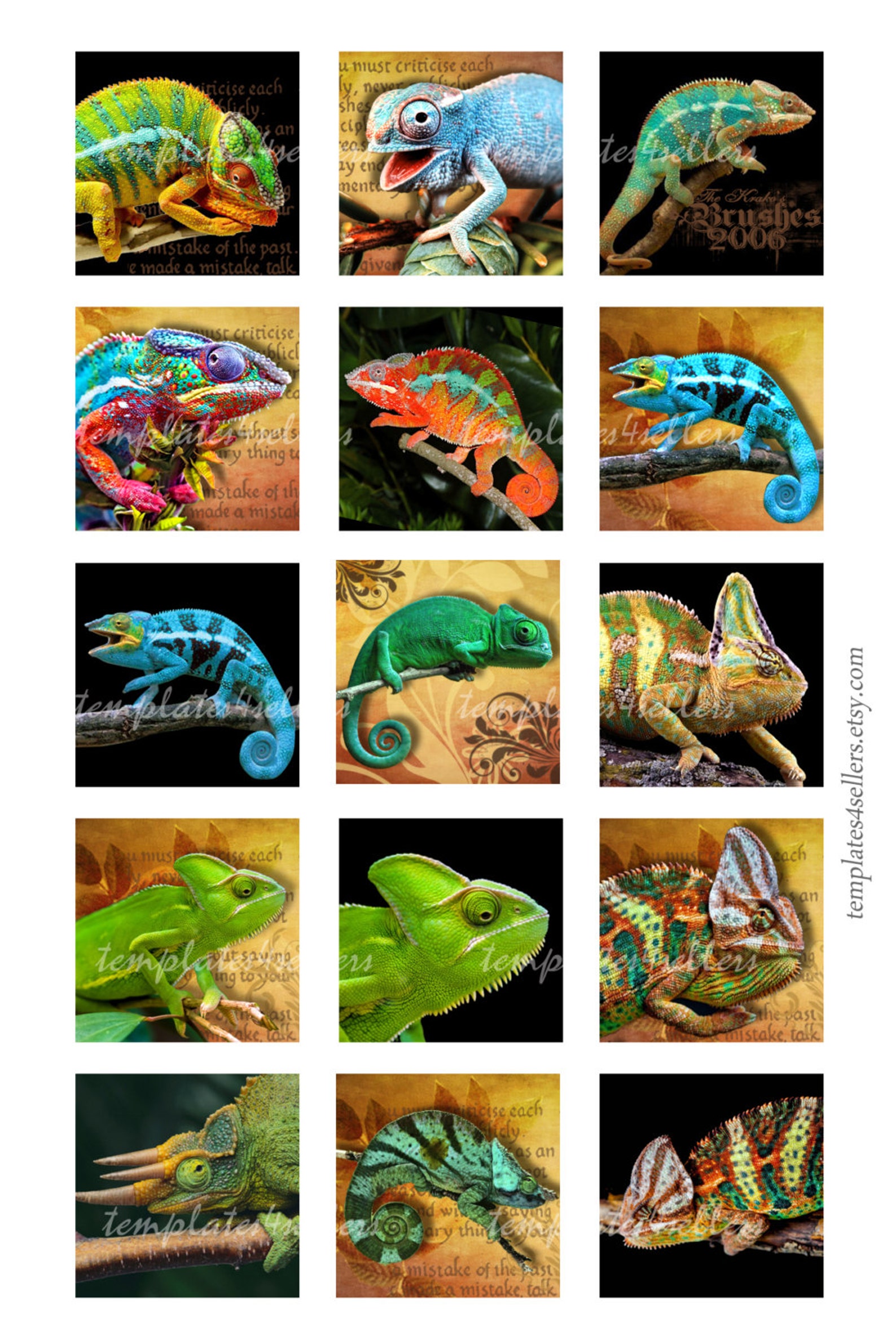 Digital Collage Sheet Chameleon 1x1 Inch Size Square Images | Etsy