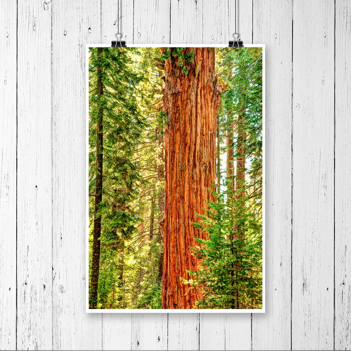 Sequoia Tree California National Park Photography Print | Etsy