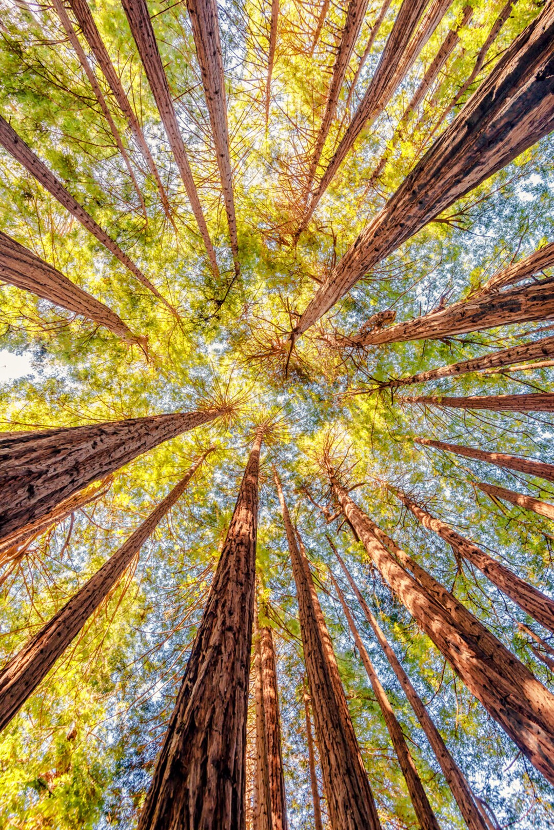 California Redwoods Print Big Sur Photo Central California Redwoods ...