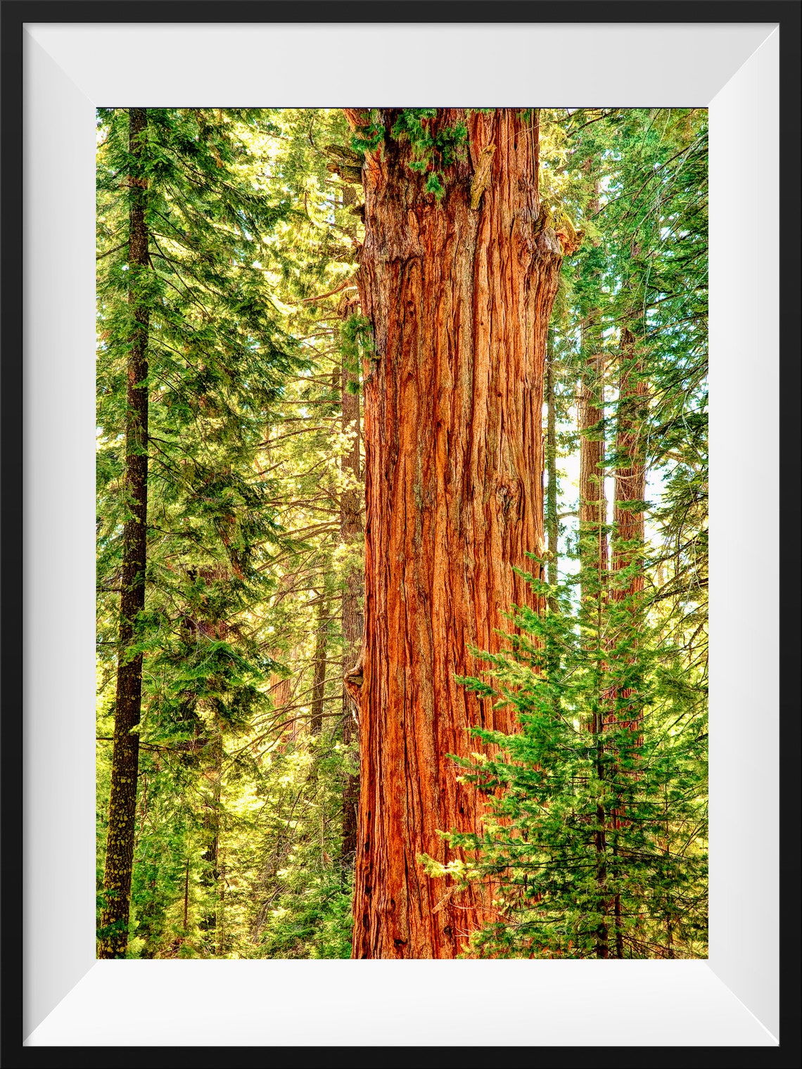 Sequoia Tree California National Park Photography Print | Etsy