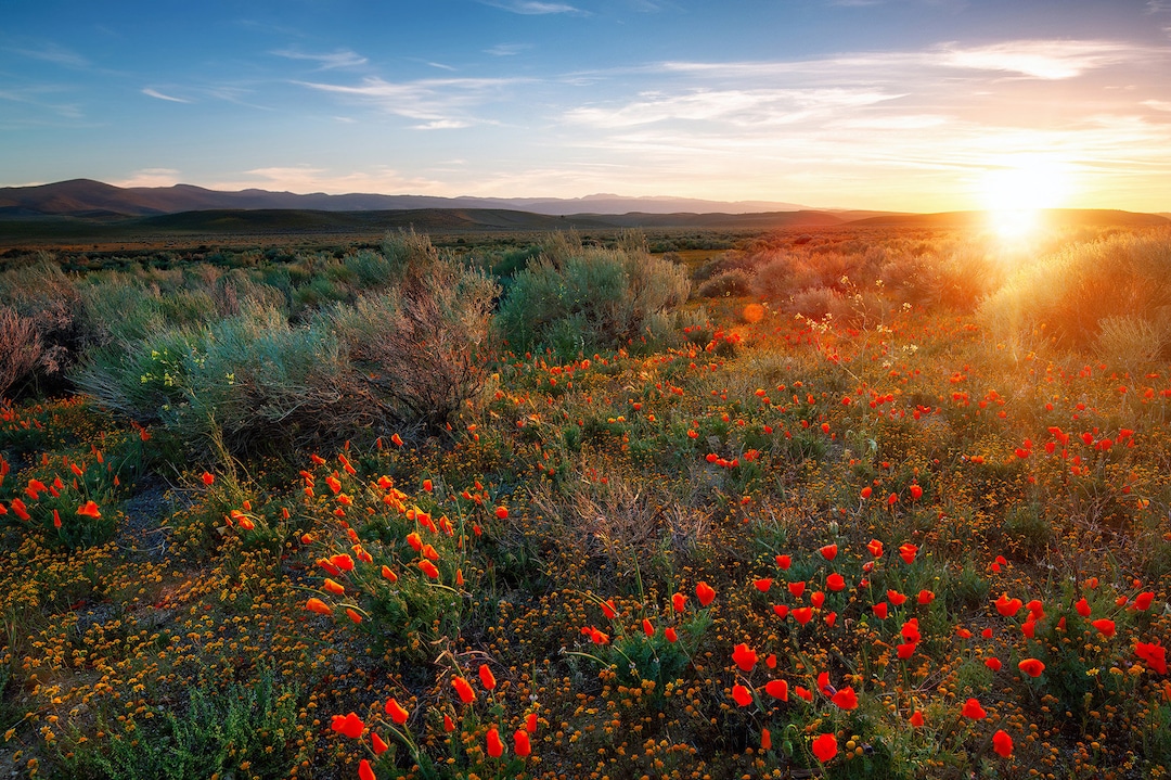 Sunset Antelope Valley Photo Print California Poppy Flowers Photography ...