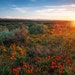 Sunset Antelope Valley Photo Print California Poppy Flowers Photography ...