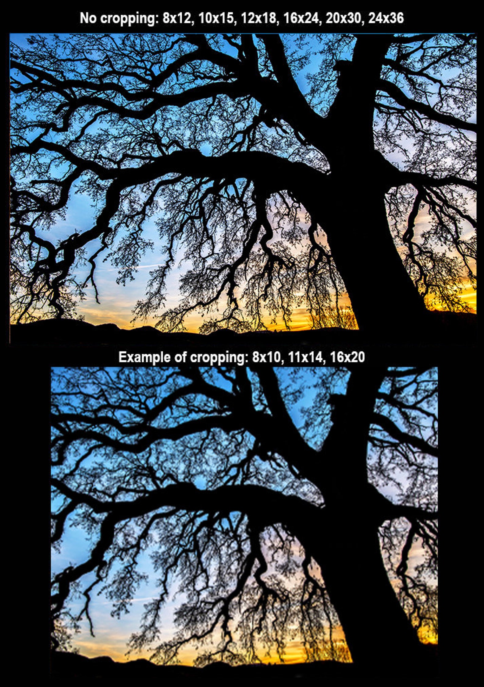 California Oak Tree Oak Tree Photo Thousand Oaks Print Sunset ...