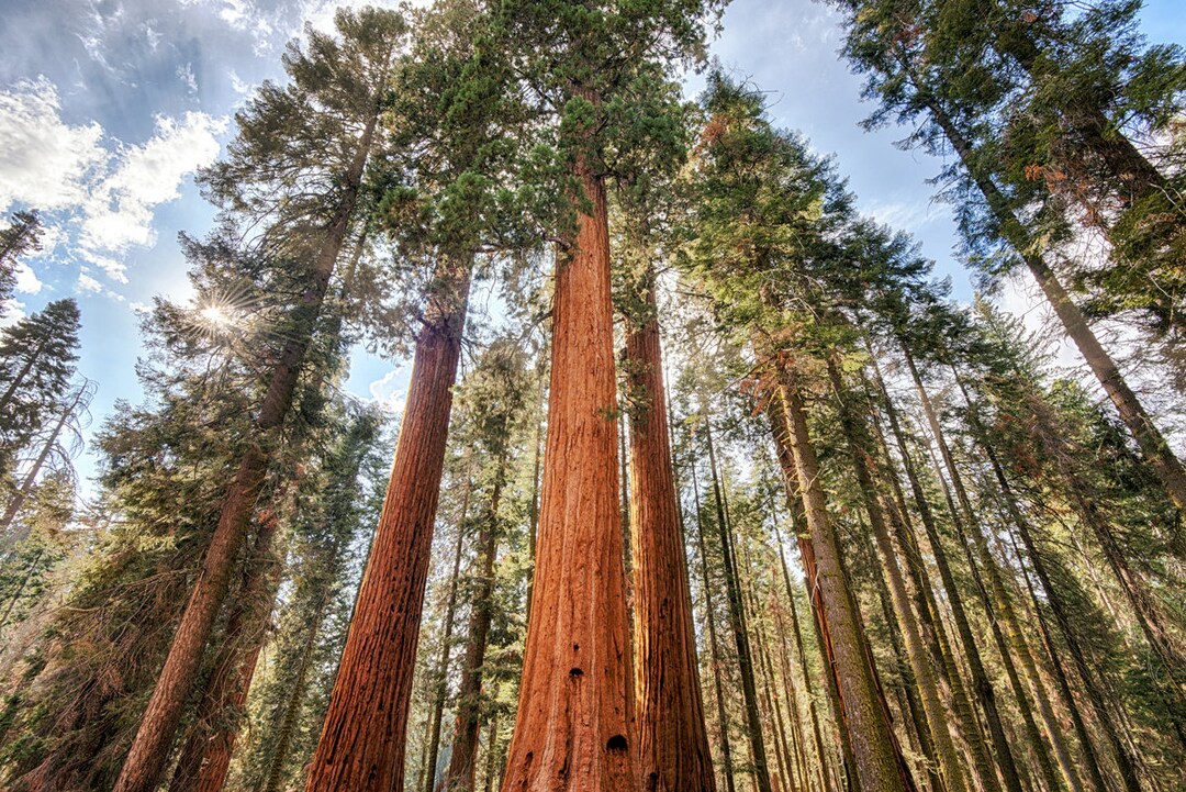 Sequoia National Park Print - Sequoia Trees Photo - California ...