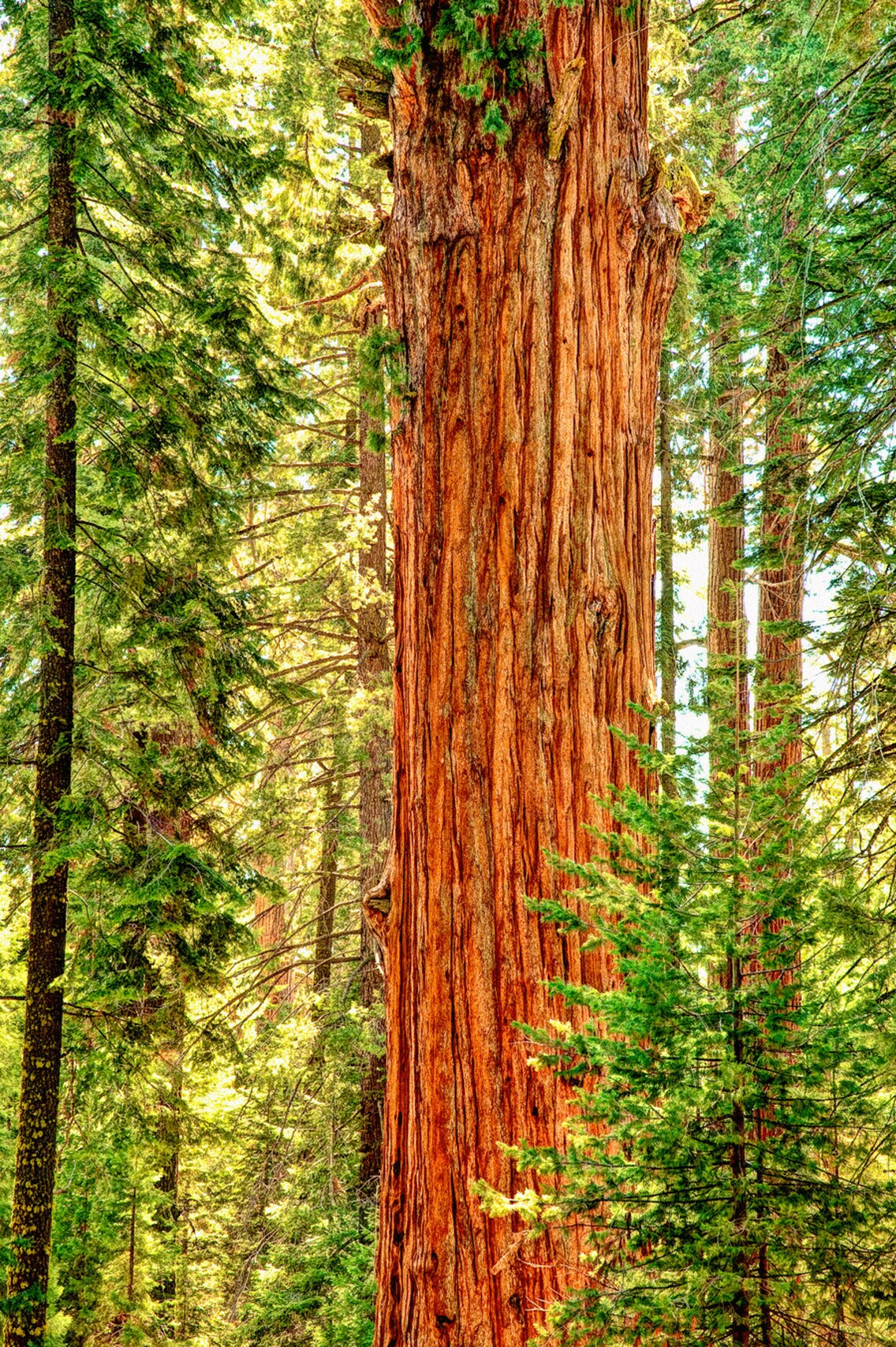 Sequoia Tree California National Park Photography Print Landscape Fine ...