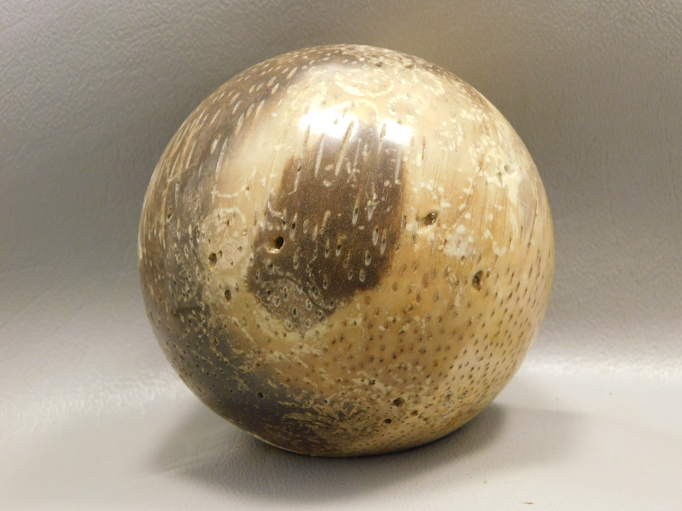 Petrified Palm Wood Stone Sphere Carving 3.1 inch or 80 mm | Etsy