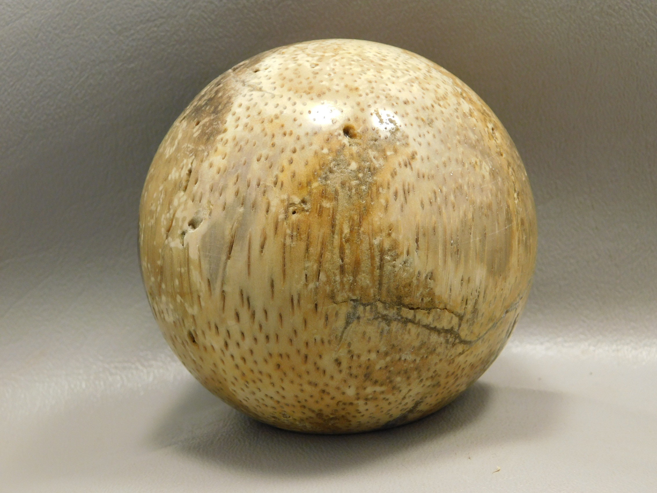 Petrified Palm Wood Stone Sphere Carving 3.1 inch or 80 mm | Etsy